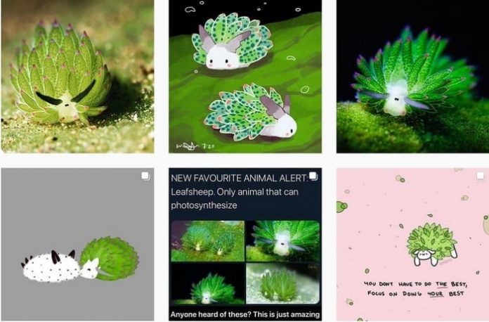 15 sự thật về cừu lá (Leaf Sheep) - loài sên biển đáng yêu nhất hành tinh